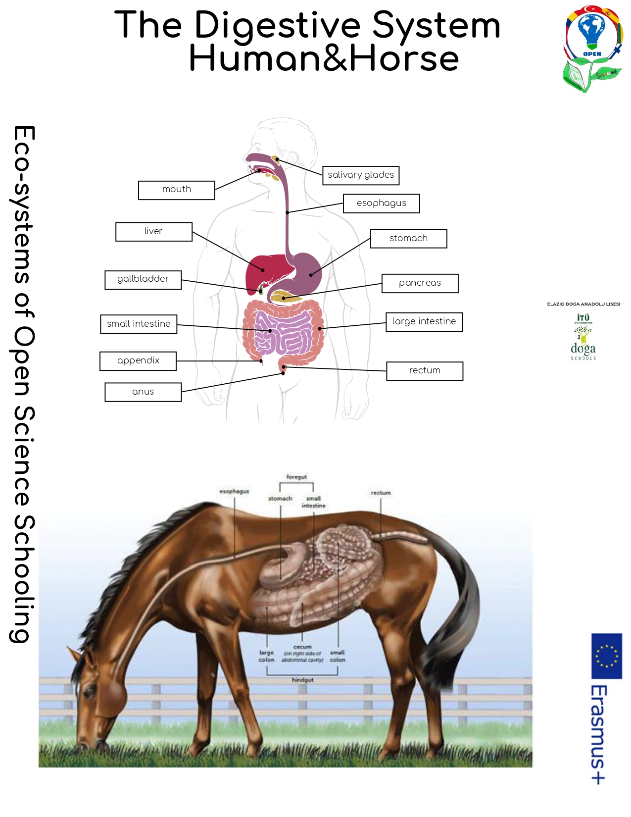 Digestive System Worksheet – Eco Oss
